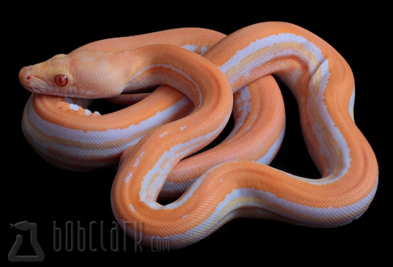 Albino Genetic Stripe Reticulated Python by Bob Clark Reptiles