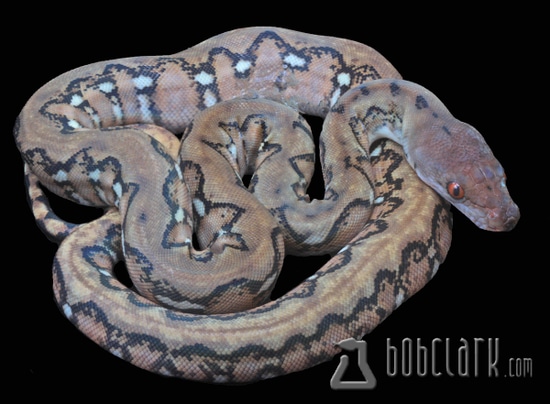 Jaguar Sunfire Reticulated Python by Bob Clark Reptiles