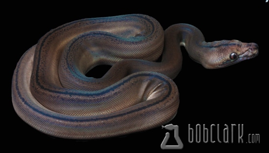 Golden Child Tiger Het PIED Reticulated Python by Bob Clark Reptiles