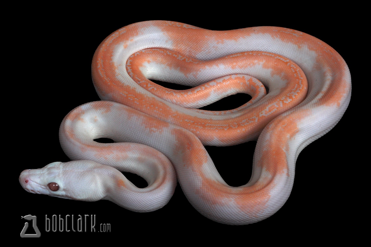 Lavender Albino Motley Pied Reticulated Python by Bob Clark Reptiles ...