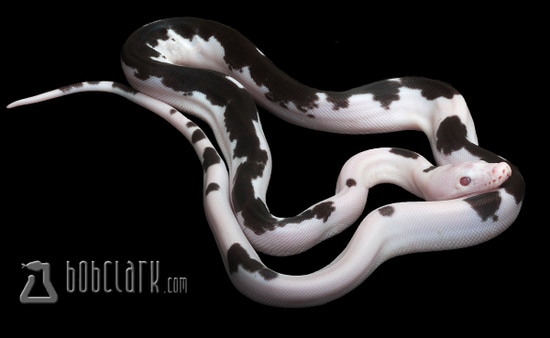 Pied Phantom Golden Child Reticulated Python by Bob Clark Reptiles