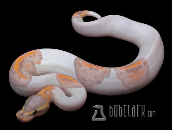 Banana Pied Ball Python by Bob Clark Reptiles