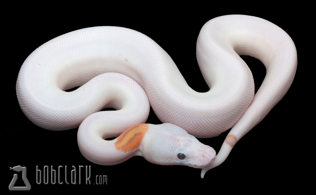 White Head Banana Pinto Pied Ball Python by Bob Clark Reptiles ...