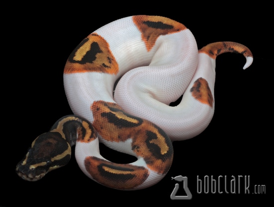 Pied Ball Python by Bob Clark Reptiles