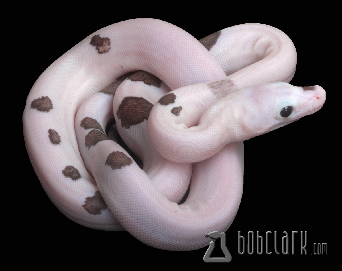 Motley Golden Child Pied Reticulated Python by Bob Clark Reptiles ...