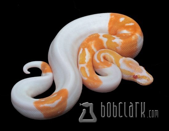 Albino Pied Ball Python by Bob Clark Reptiles