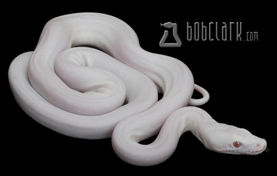 Super Phantom Poss Het Purple Albino Reticulated Python by Bob Clark ...