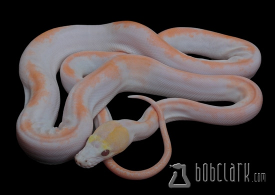 Lavender Albino Motley Pied Reticulated Python by Bob Clark Reptiles