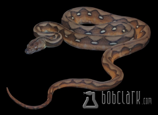 Super Sunfire Tiger Reticulated Python by Bob Clark Reptiles