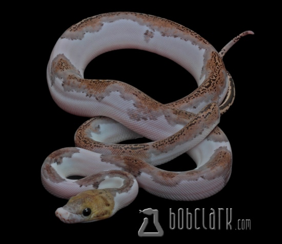 Pied Reticulated Python by Bob Clark Reptiles