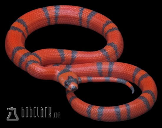 Hypo Bicolor Honduran Milk Snake by Bob Clark Reptiles