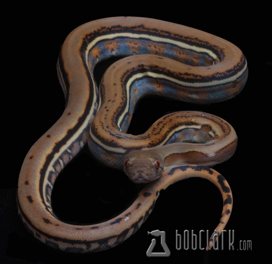 Genetic Stripe Het Albino Reticulated Python by Bob Clark Reptiles