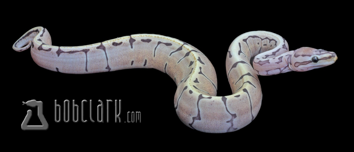 Scaleless Spinner Blast Ball Python by Bob Clark Reptiles - MorphMarket