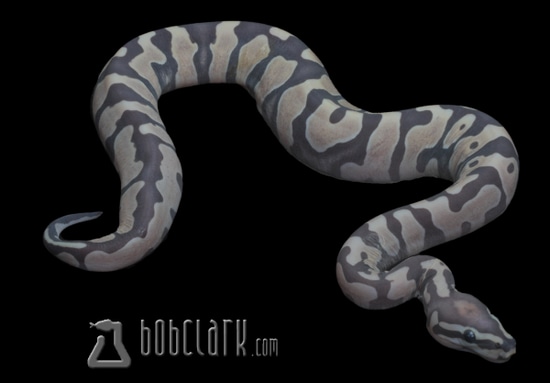 Scaleless Ball Python by Bob Clark Reptiles
