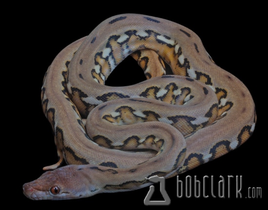 Jaguar Sunfire Reticulated Python by Bob Clark Reptiles