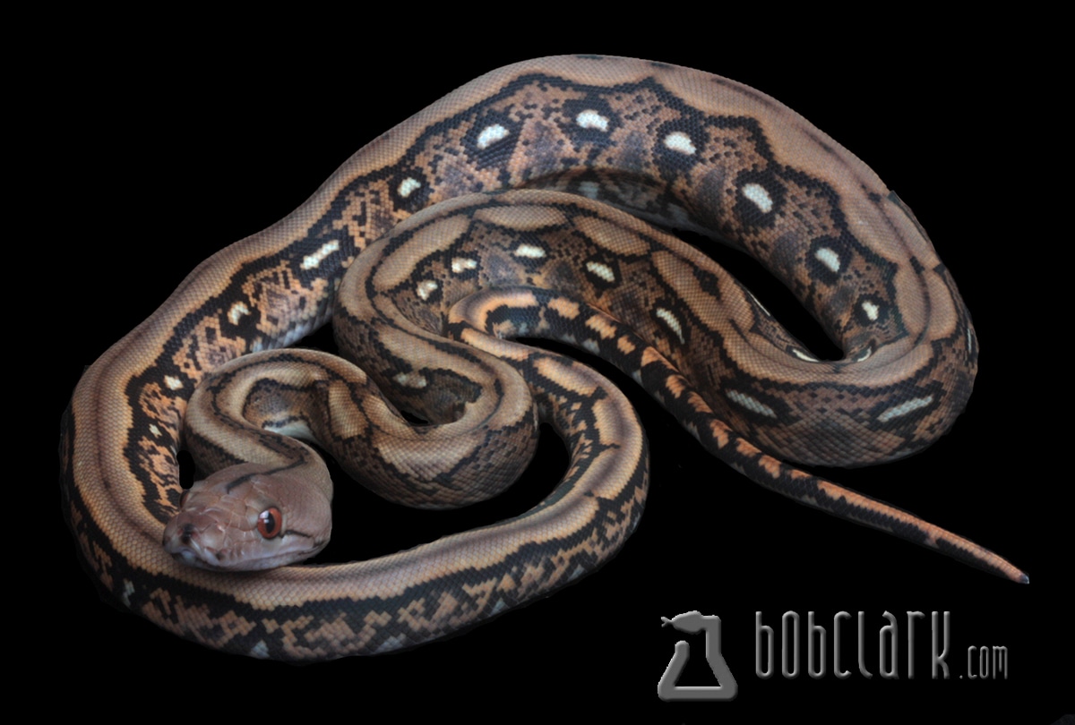 Tiger Reticulated Python by Bob Clark Reptiles - MorphMarket