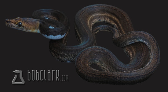 Golden Child Pied Reticulated Python by Bob Clark Reptiles