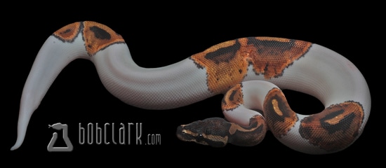 Pied Ball Python by Bob Clark Reptiles