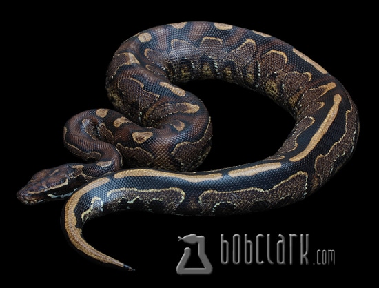Hybrid Blood X Ball Python by Bob Clark Reptiles