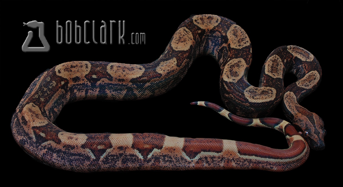 IMG Hypo Poss Het Black Eye Anery Boa Constrictor by Bob Clark Reptiles ...