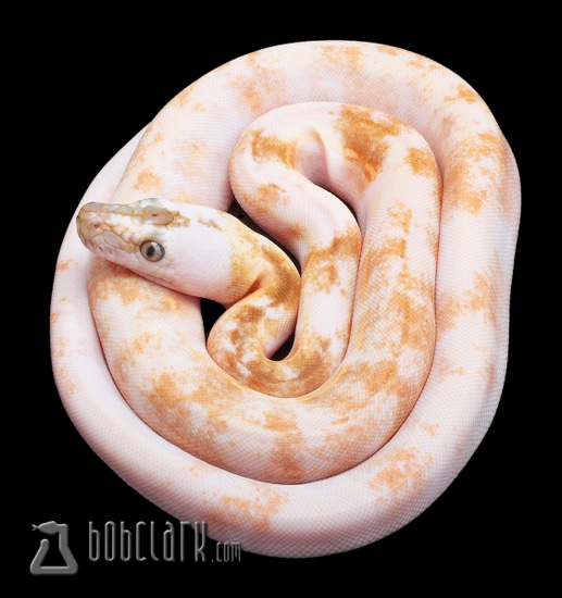 Paradox Golden Child Cow Reticulated Python by Bob Clark Reptiles