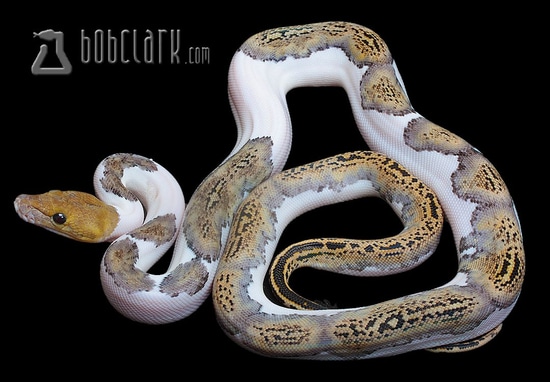 Pied Reticulated Python by Bob Clark Reptiles