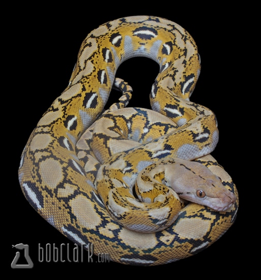Fire Reticulated Python by Bob Clark Reptiles