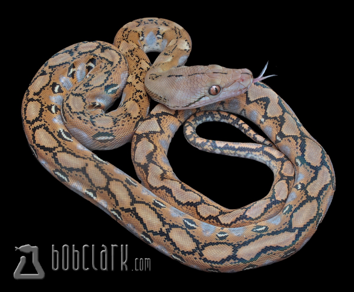 Fire Reticulated Python by Bob Clark Reptiles - MorphMarket