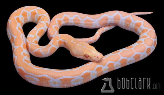 Albino Het Genetic Stripe Reticulated Python by Bob Clark Reptiles