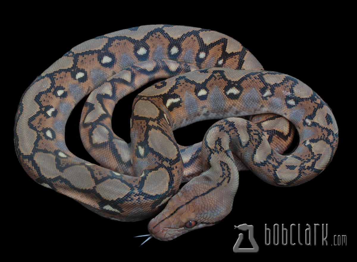 Sunfire Het Genetic Stripe And Albino Reticulated Python by Bob Clark ...