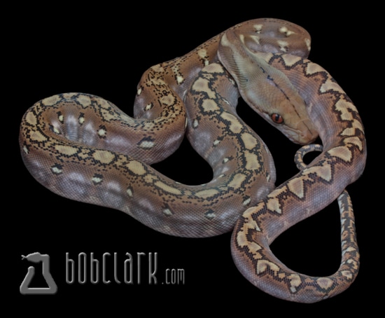 Phantom Reticulated Python by Bob Clark Reptiles