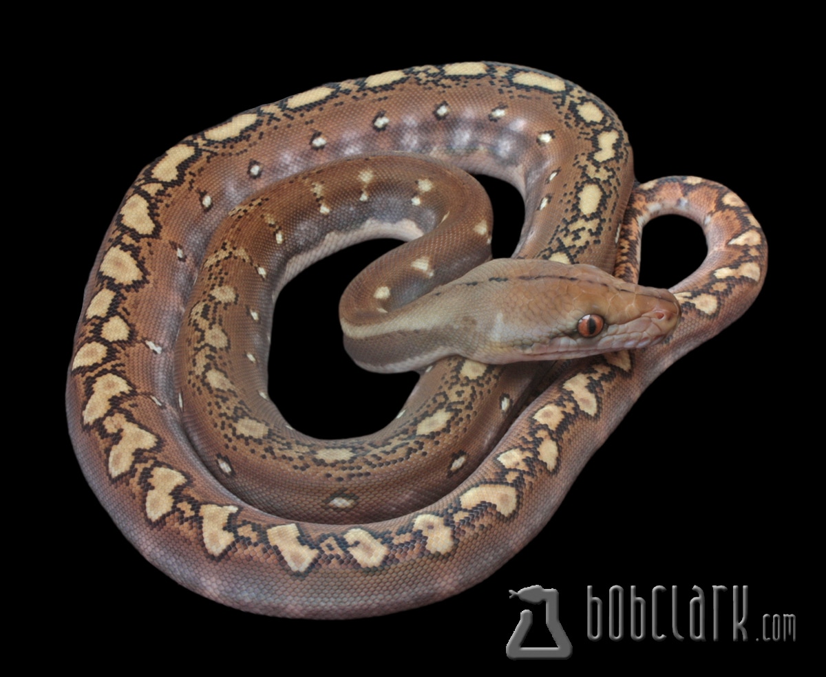 Phantom Reticulated Python by Bob Clark Reptiles - MorphMarket