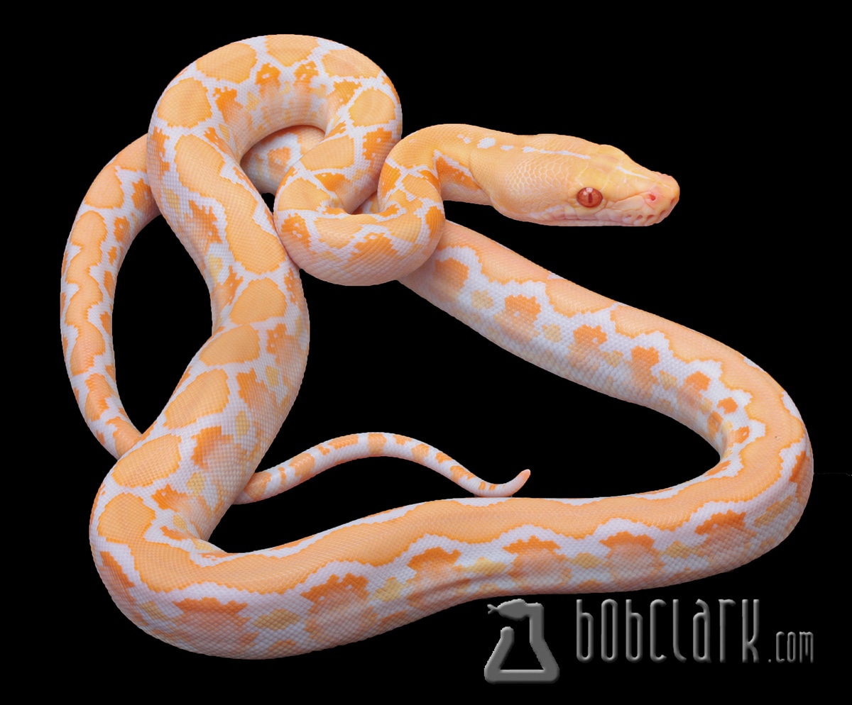 Albino Het Genetic Stripe Reticulated Python by Bob Clark Reptiles ...