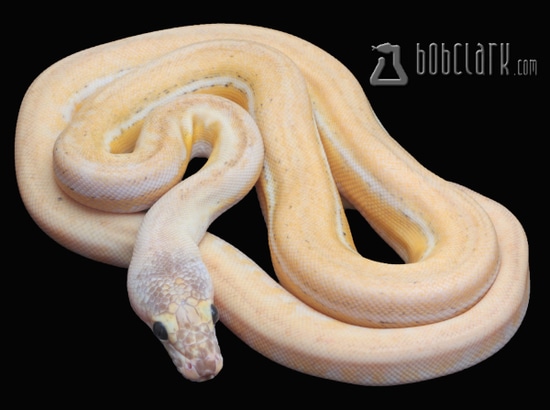 Ultra Ivory Het Purple Albino Reticulated Python by Bob Clark Reptiles