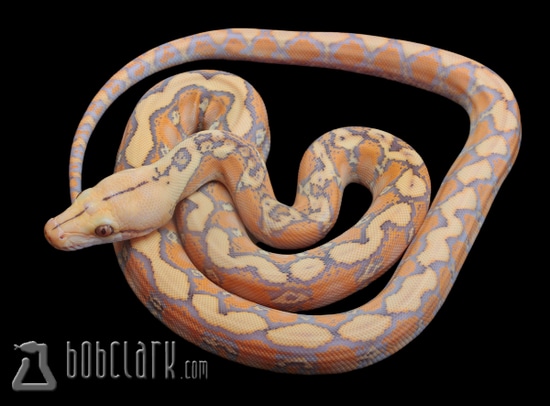 Purple Albino Reticulated Python by Bob Clark Reptiles