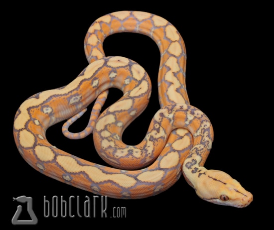 Purple Albino Reticulated Python by Bob Clark Reptiles