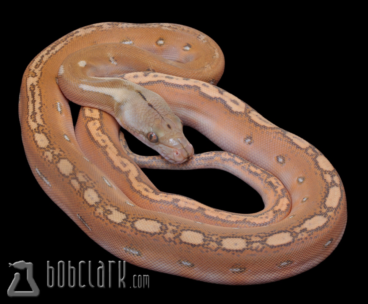Orange Ghost Stripe Reticulated Python by Bob Clark Reptiles - MorphMarket