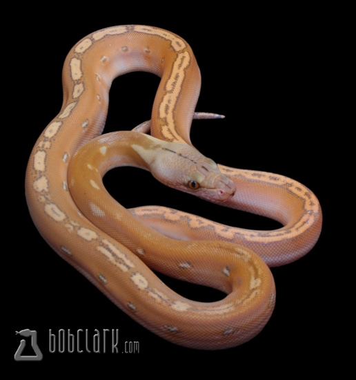 Orange Ghost Stripe Reticulated Python by Bob Clark Reptiles