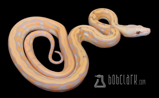 Purple Albino Tiger Reticulated Python by Bob Clark Reptiles