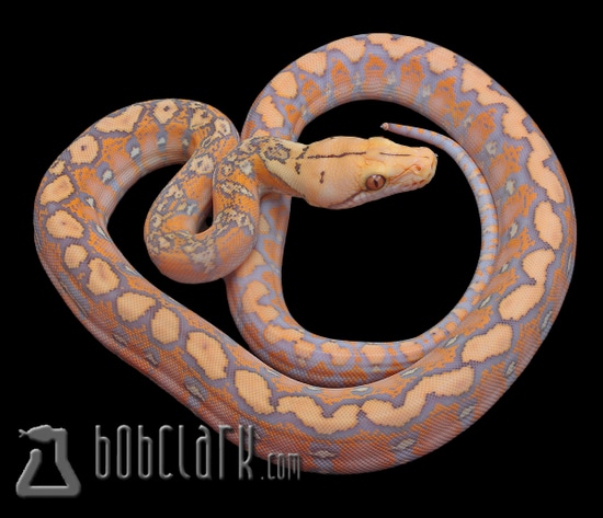 Purple Albino Reticulated Python by Bob Clark Reptiles