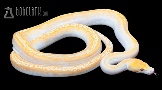 Albino Pied Reticulated Python by Bob Clark Reptiles