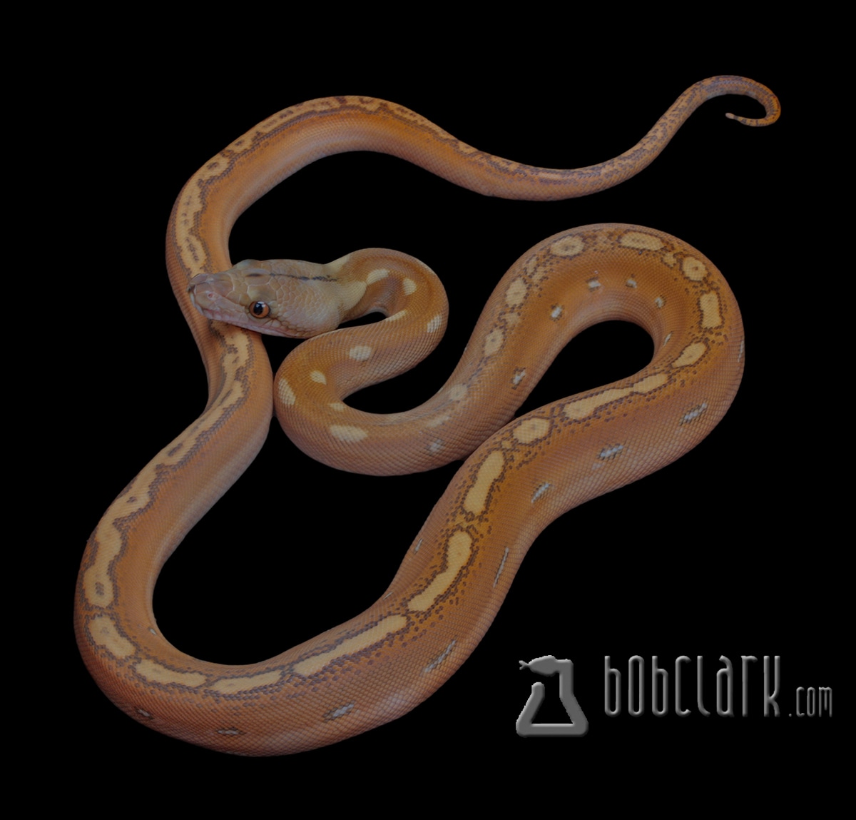 Orange Ghost Stripe Reticulated Python by Bob Clark Reptiles - MorphMarket