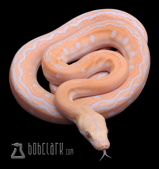 Lavender Albino Golden Child Reticulated Python by Bob Clark Reptiles