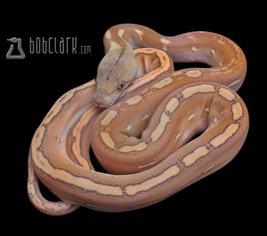 Orange Ghost Stripe Reticulated Python by Bob Clark Reptiles