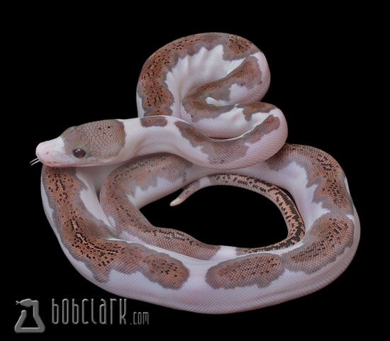 Pied Motley Het Albino Reticulated Python by Bob Clark Reptiles
