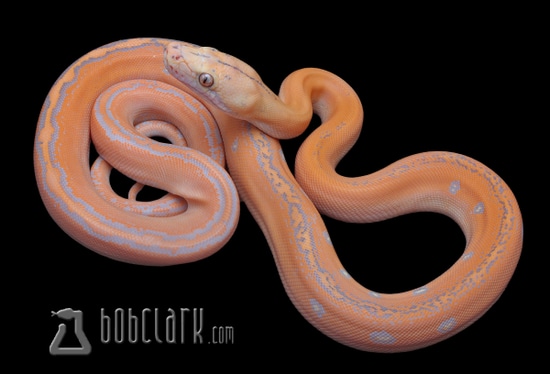 Purple Albino Golden Child Reticulated Python by Bob Clark Reptiles