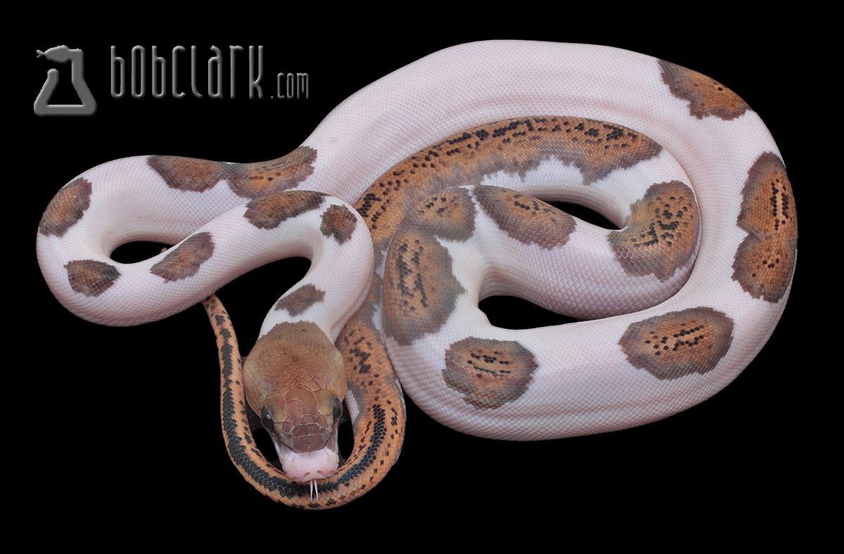 Pied Reticulated Python by Bob Clark Reptiles - MorphMarket