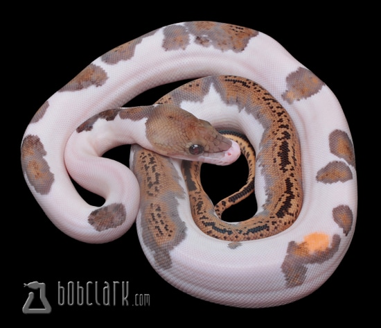 Paradox Pied Reticulated Python by Bob Clark Reptiles