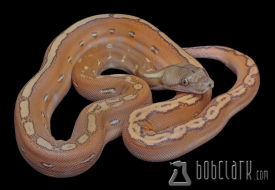 Orange Ghost Stripe Reticulated Python by Bob Clark Reptiles