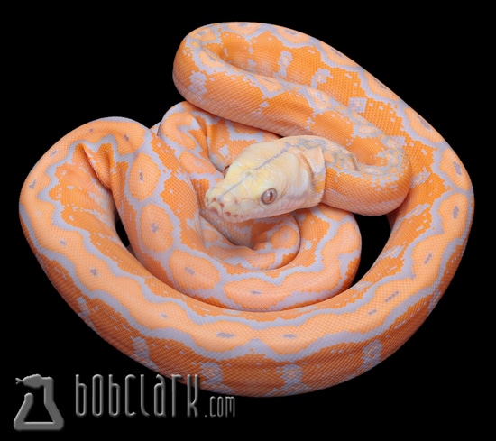 Lavender Albino Motely Reticulated Python by Bob Clark Reptiles
